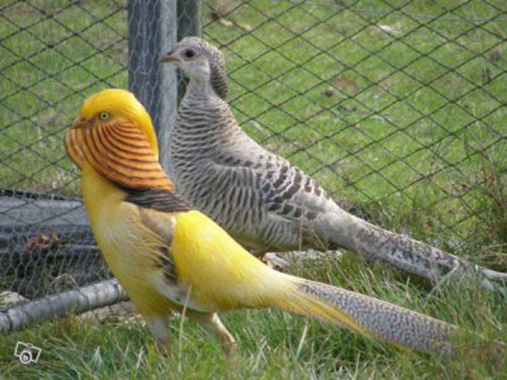 Faisan DORE ISABELLE - FEMELLE - Parc Animalier du Marais à Longueil ...